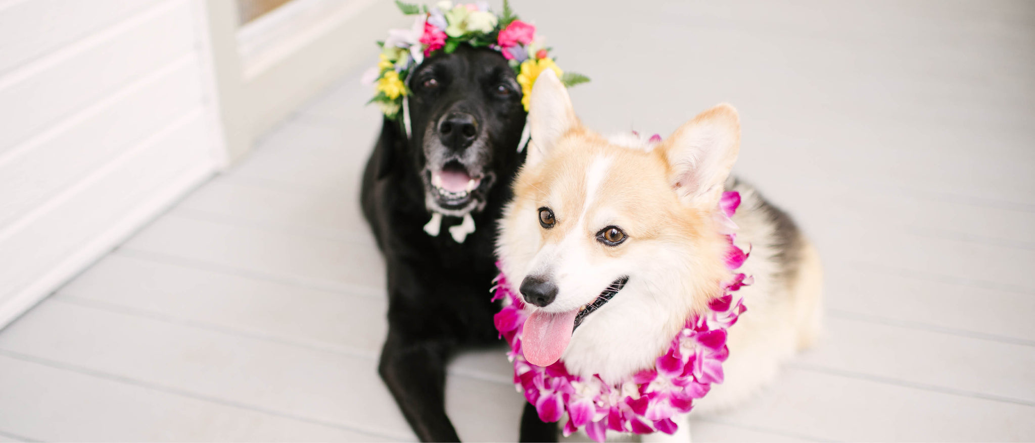 Pet Lei | Dog Lei | Cat Lei | Hawaii Lei Stand
