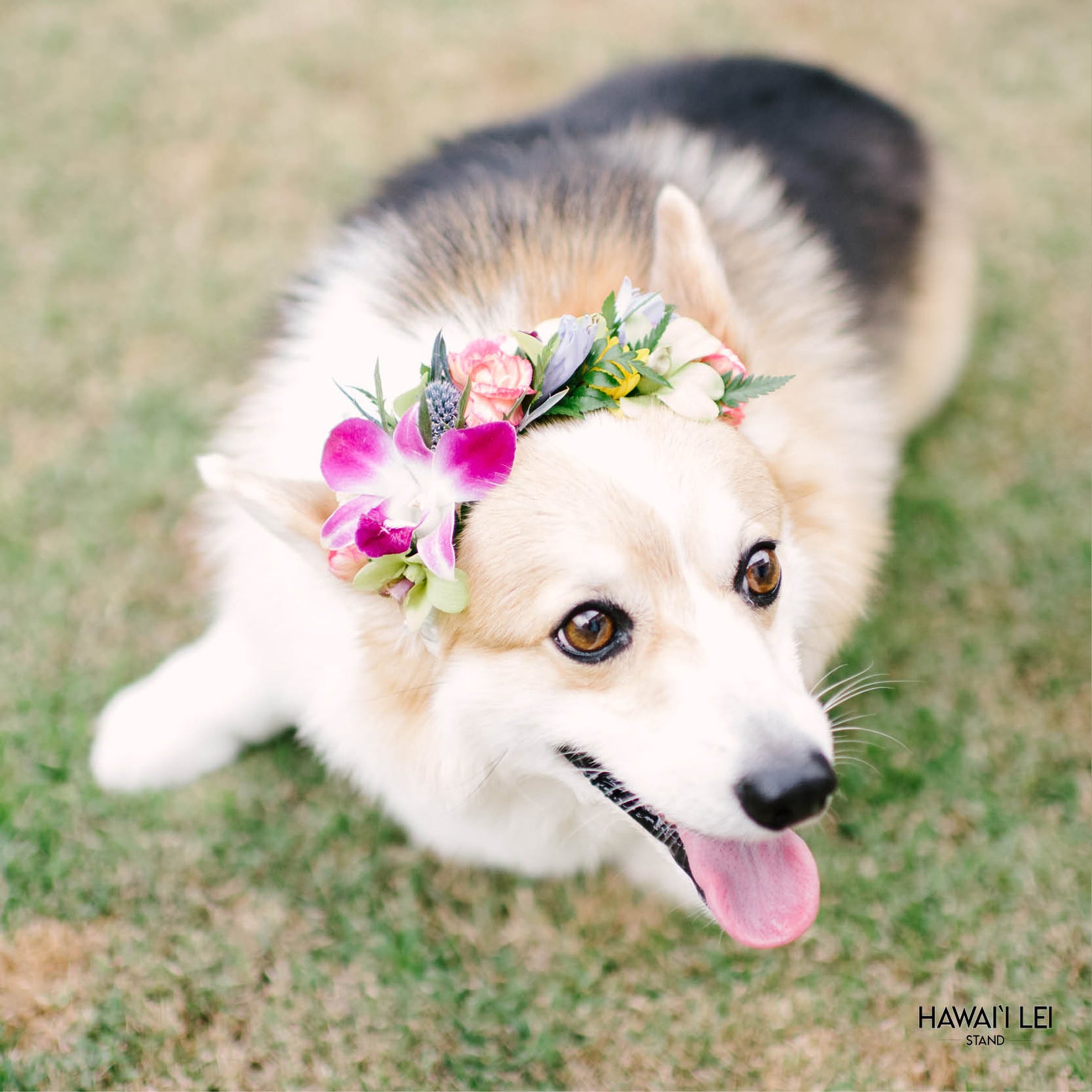 Doggy Haku (Small Dog - Colors Vary) - Hawaii Lei Stand - Lei Shipping ...
