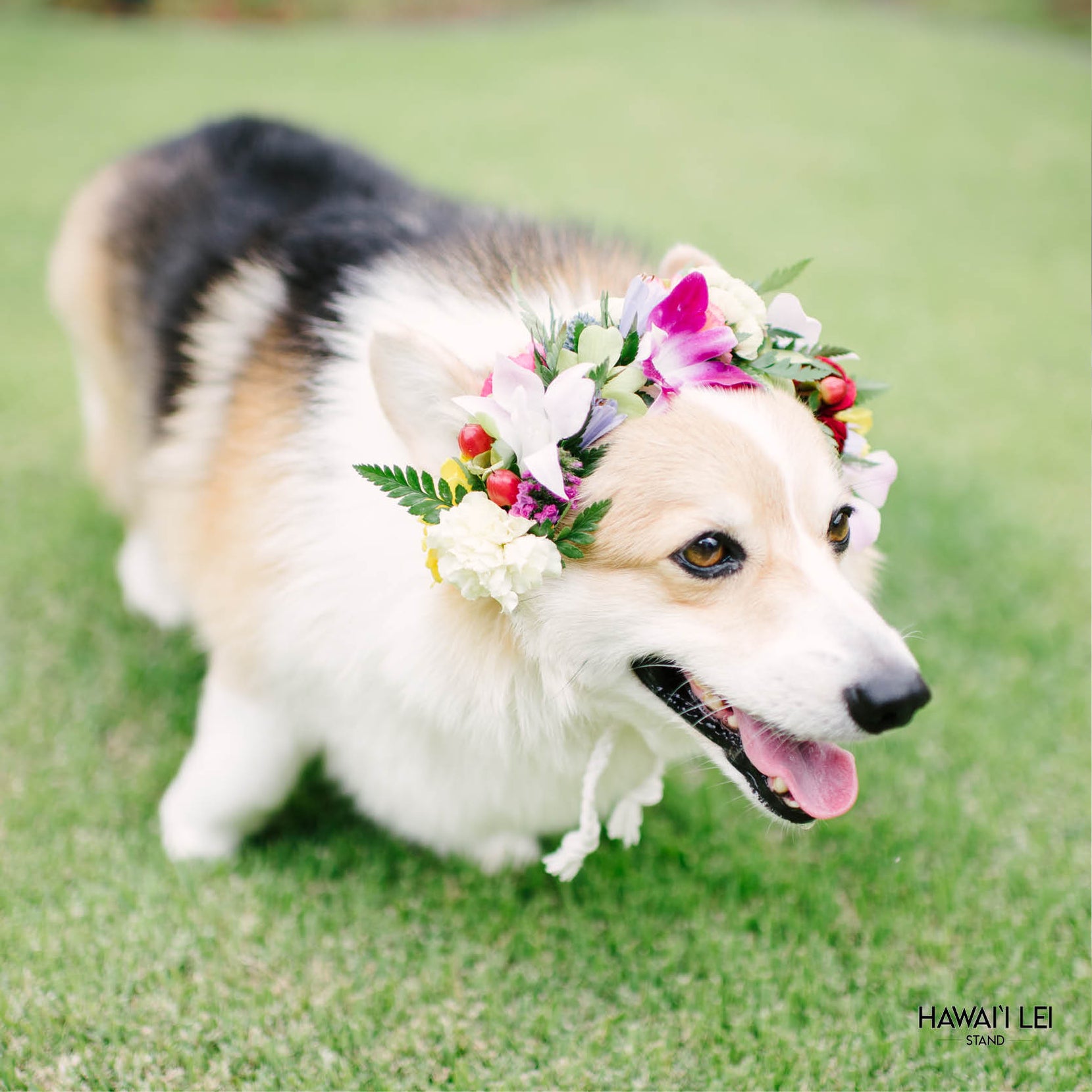 Doggy Haku (Small Dog - Colors Vary) - Hawaii Lei Stand - Lei Shipping ...