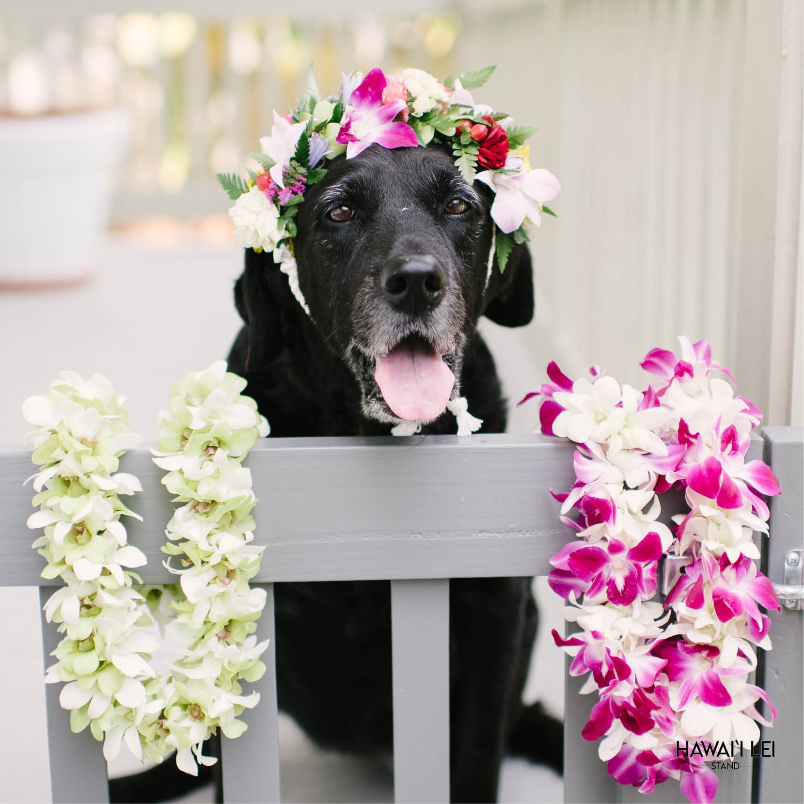 Doggy Haku (Medium Dog - Colors Vary) - Hawaii Lei Stand - Lei Shipping ...