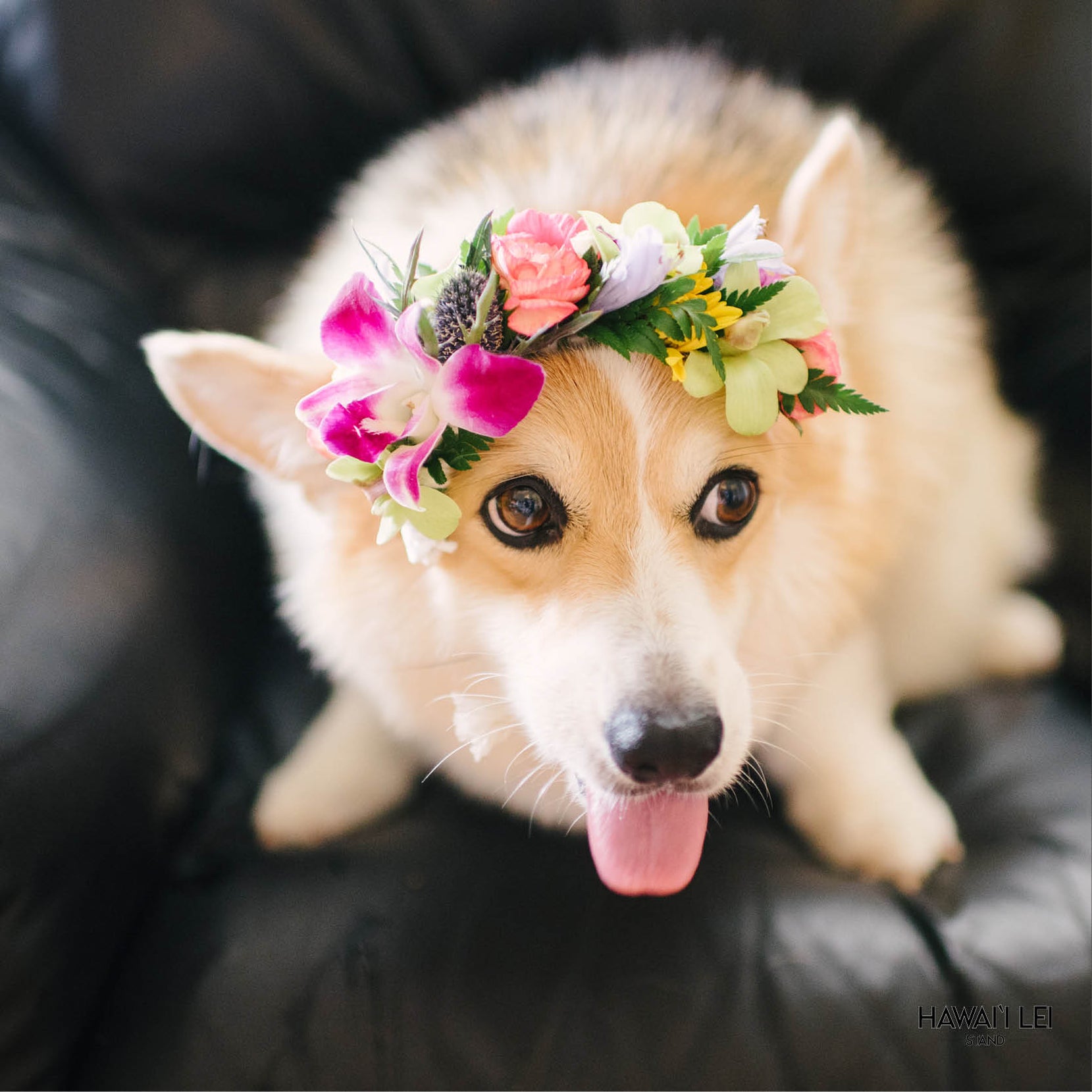 Doggy Haku (Small Dog - Colors Vary) - Hawaii Lei Stand - Lei Shipping ...