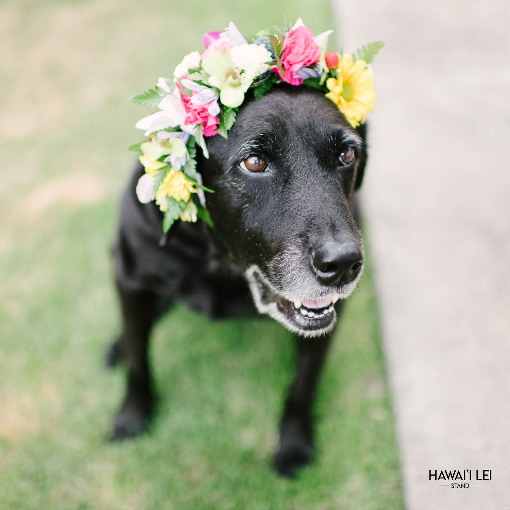 Doggy Haku (Medium Dog - Colors Vary) - Hawaii Lei Stand - Lei Shipping ...