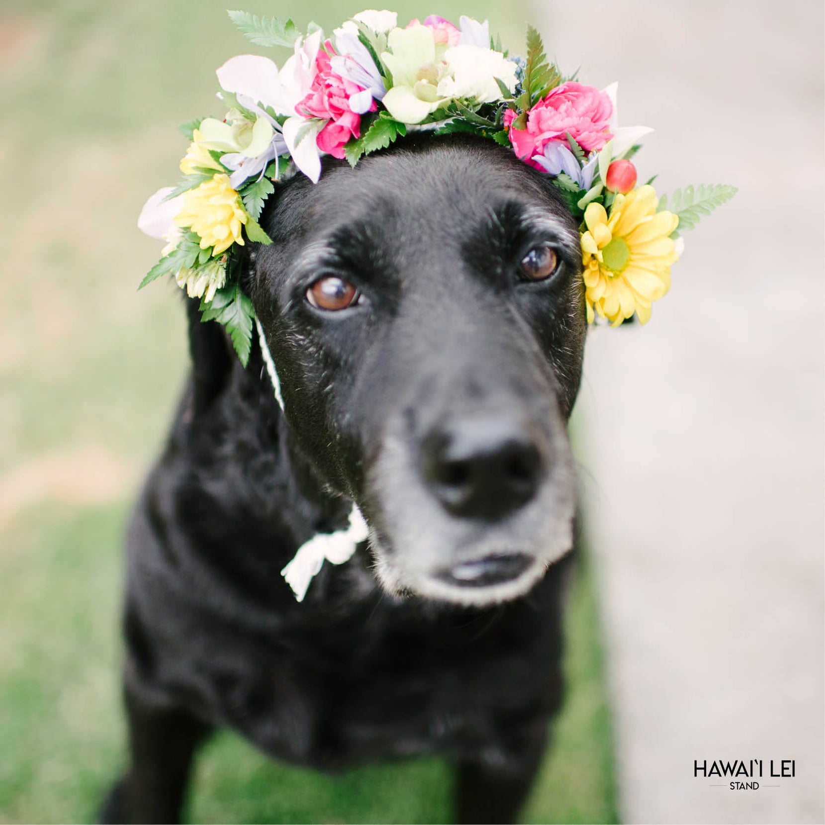 Doggy Haku (Medium Dog - Colors Vary) - Hawaii Lei Stand - Lei Shipping ...