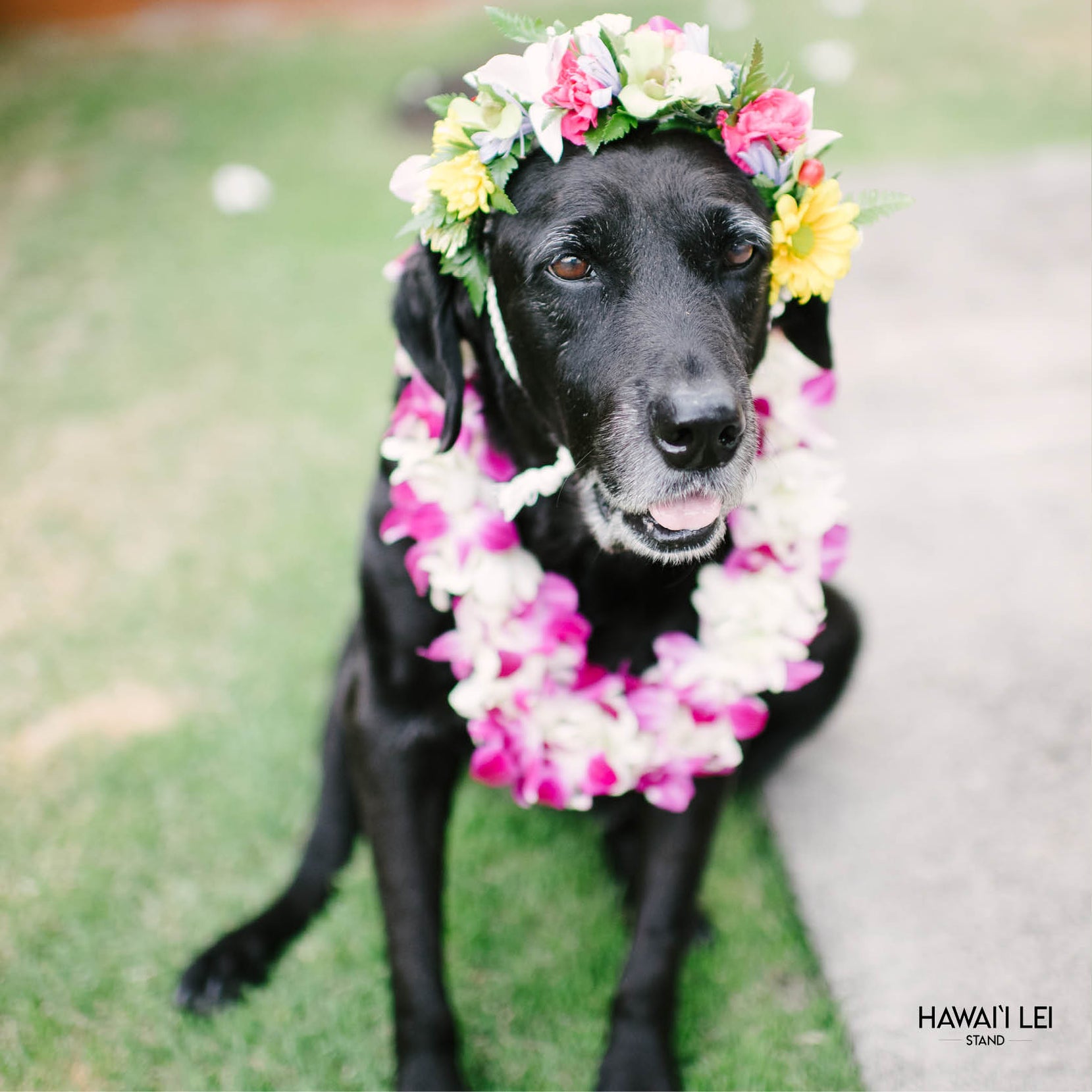 Doggy Haku (Medium Dog - Colors Vary) - Hawaii Lei Stand - Lei Shipping ...